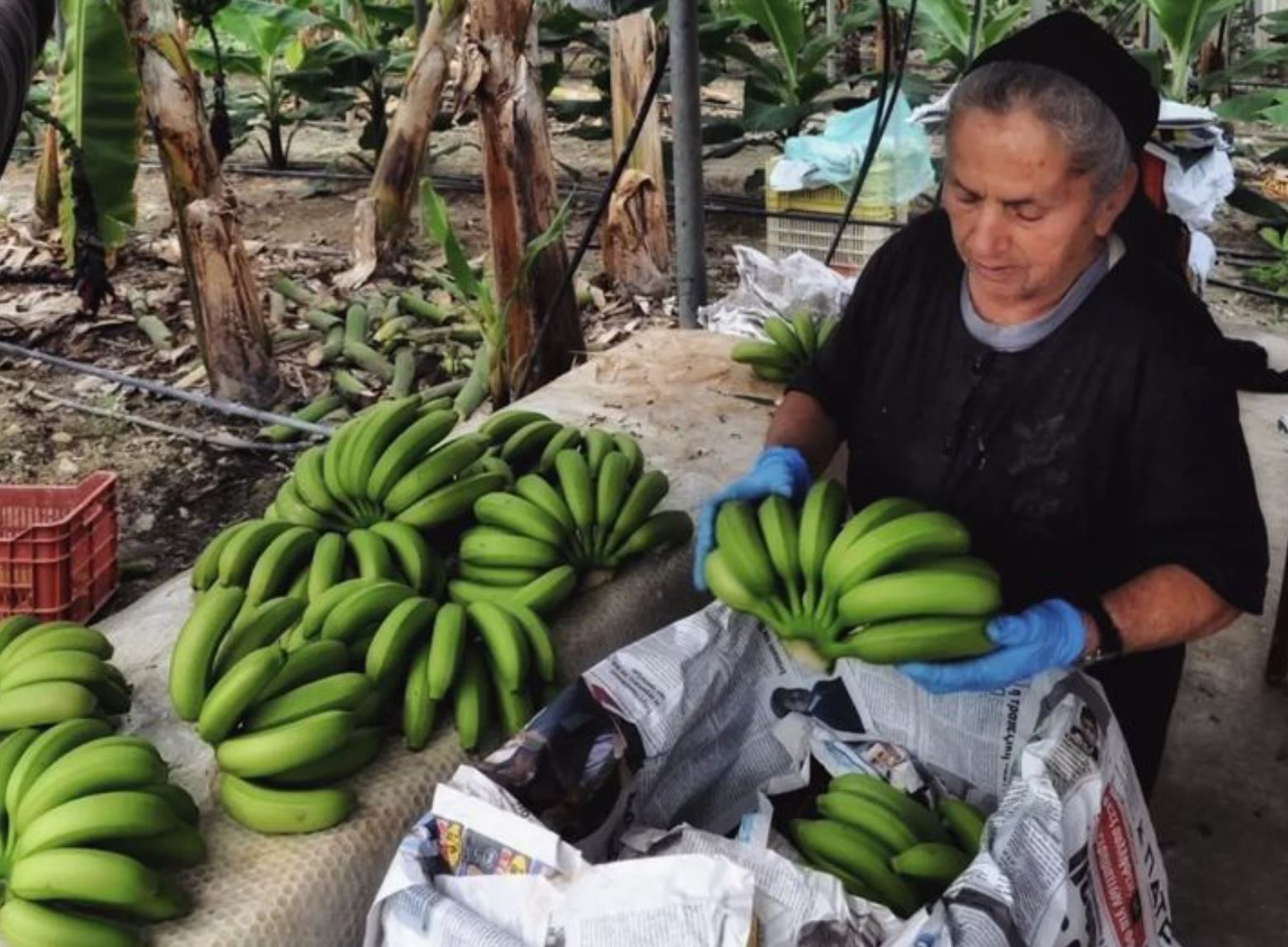 Arvi’s Hidden Gem: The World-Renowned Bananas of Crete - BEACH HOUSE - ARVI